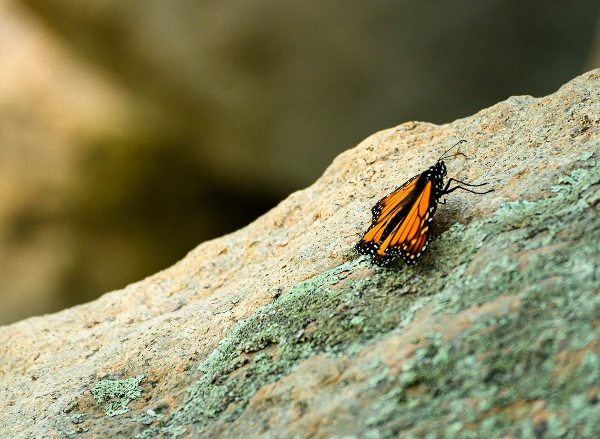 Of Auks and Butterflies: Conservation Through the Ages | by Ashley Nye ...