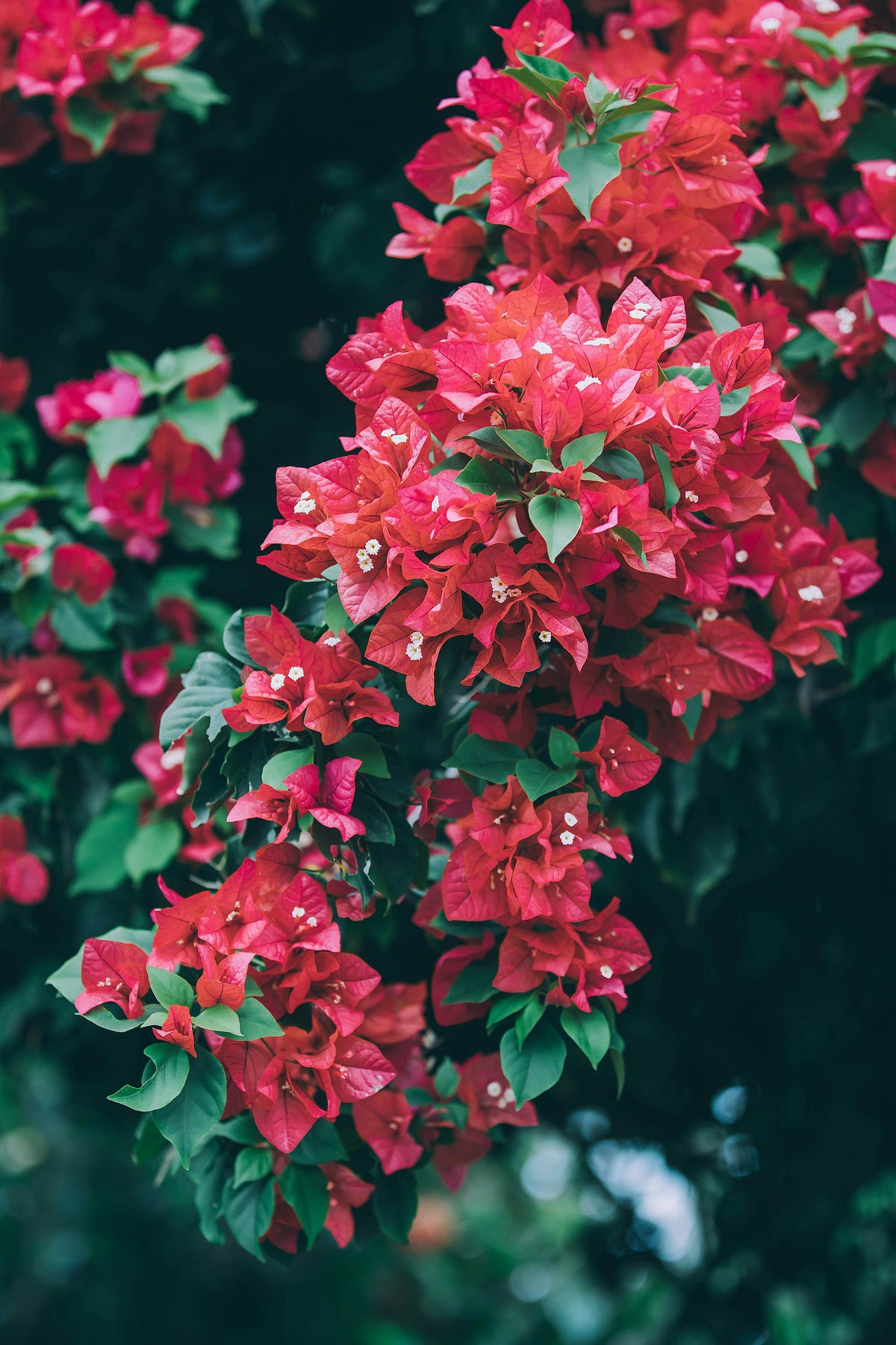 Bougainvillea in Bloom. Joy journal part 3: A monsoon musing on… | by Aishwarya Sharma | Jul ...