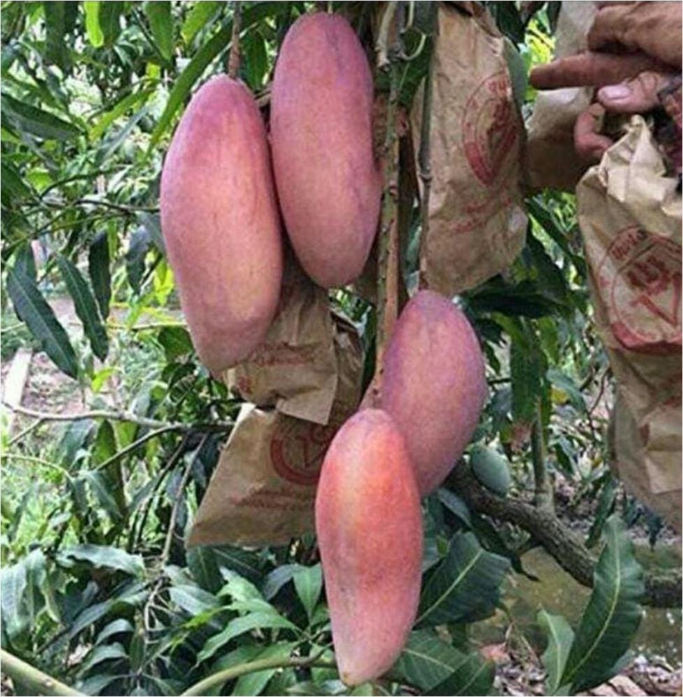 Bibit Mangga Red Ivory Purwakarta Terunggul | by mirza bibit | Medium