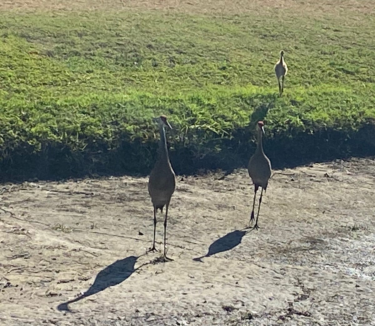 Hey, wait up! - Bruce Black - Medium