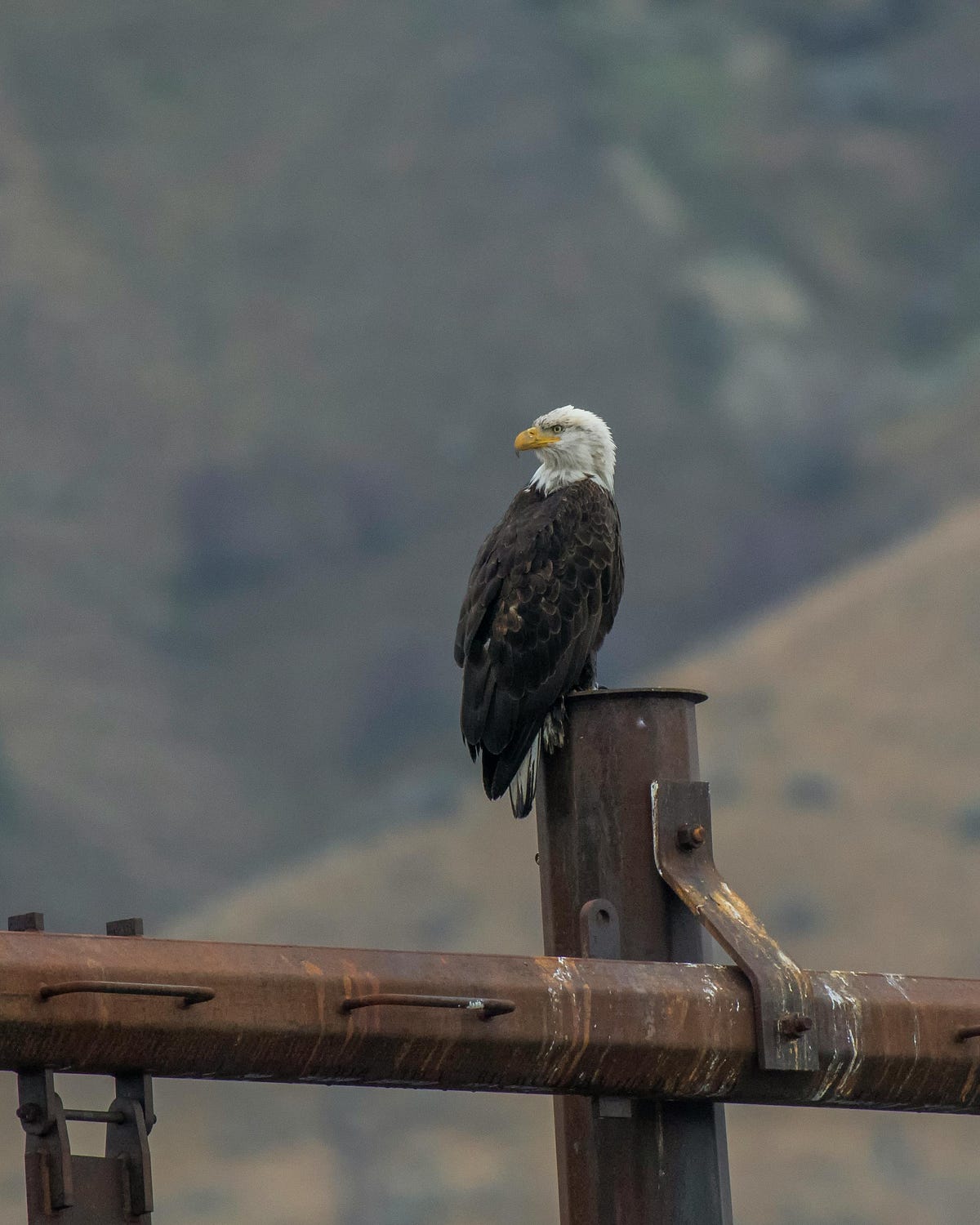 The Eagle on my Outdoor AC Unit | Freestyle Poem | by Shrean | New North
