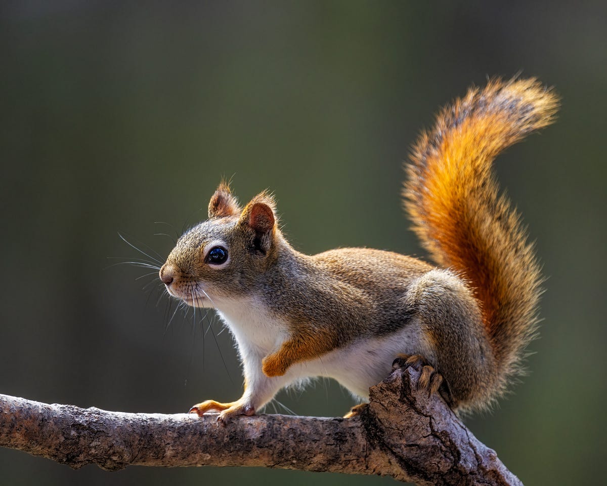 Press Release from the Communist Party of Squirrels (CPS): We Are ...