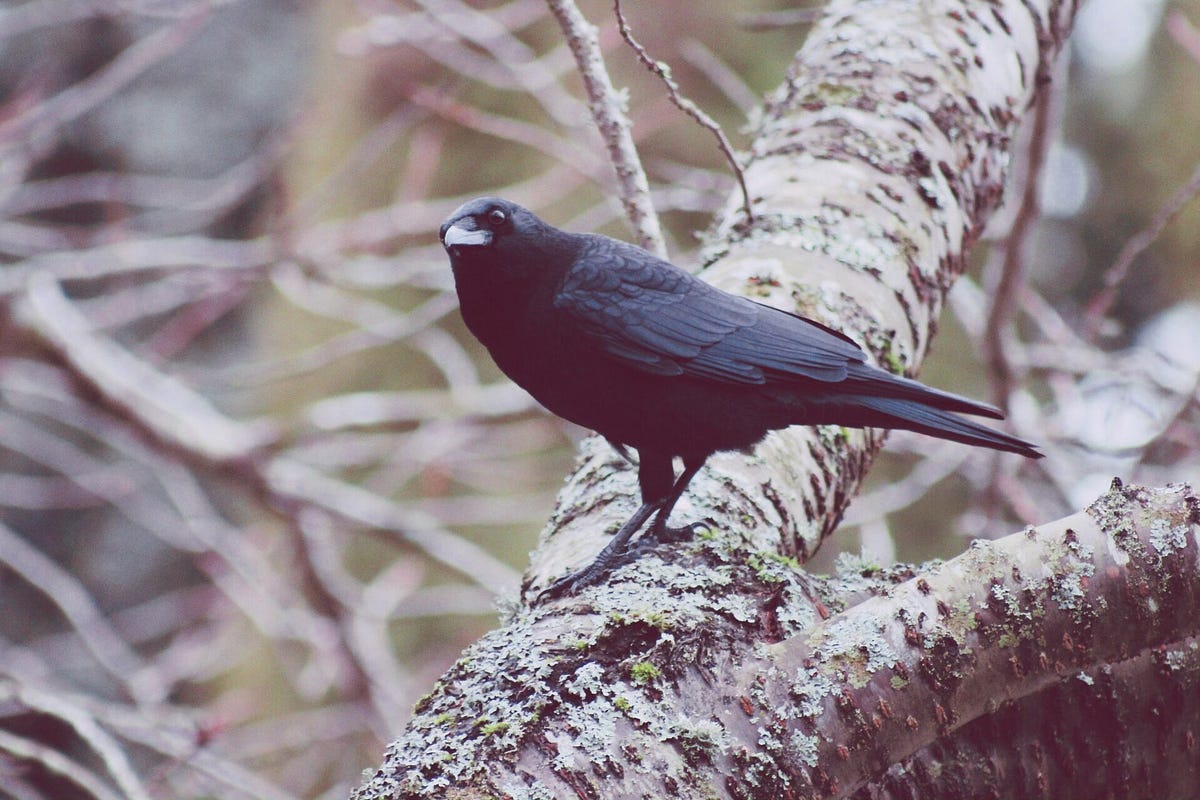 What the Crows Bring. Do they think about you? | by Gavin Paul | Human ...