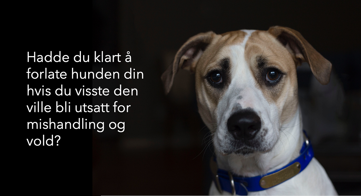 Se sammenhengen. Der hvor dyr mishandles er mennesker… | by Ida ...