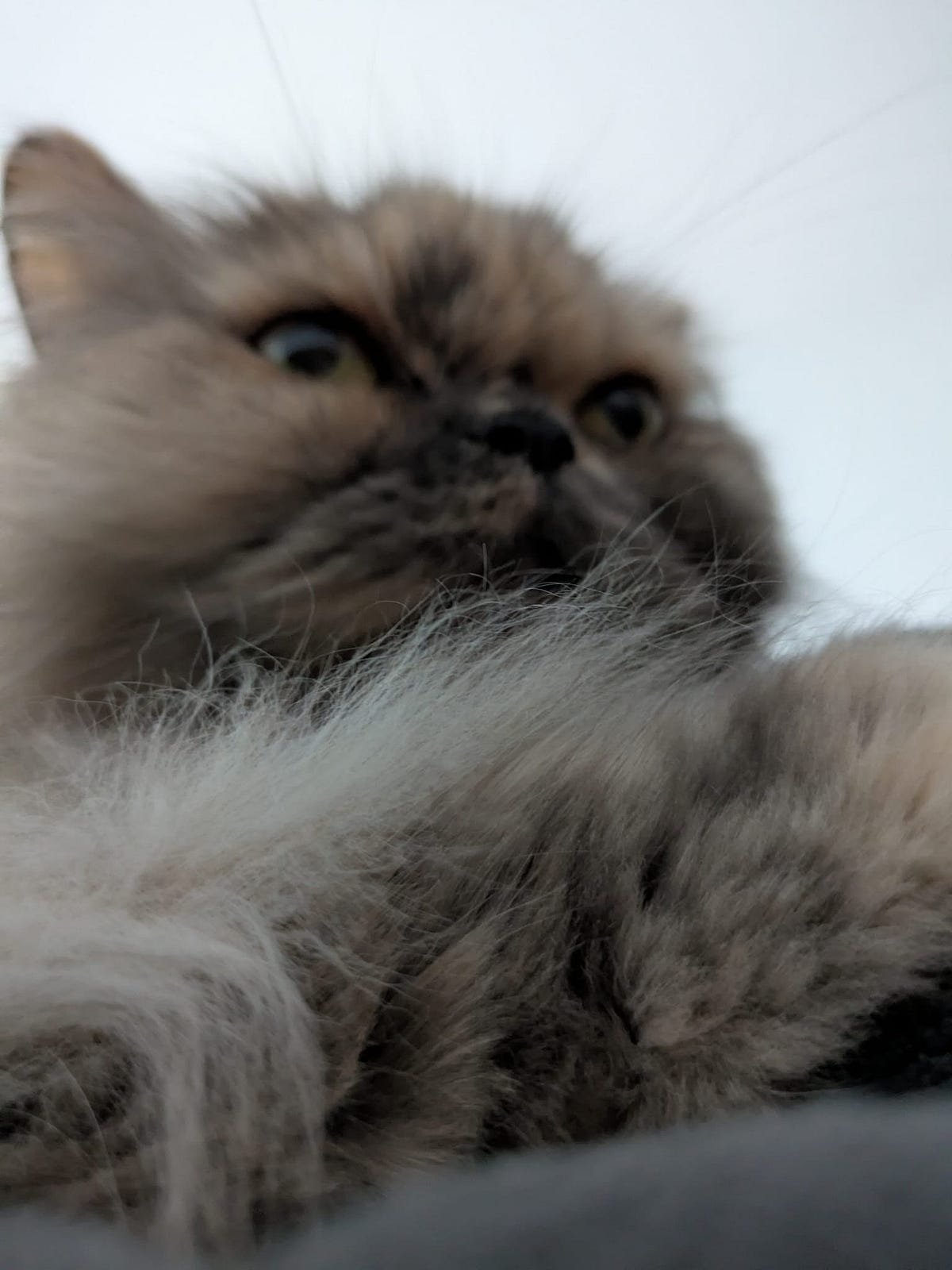 I cant find the photo with the rock. Here’s a picture of my cat. | by ...