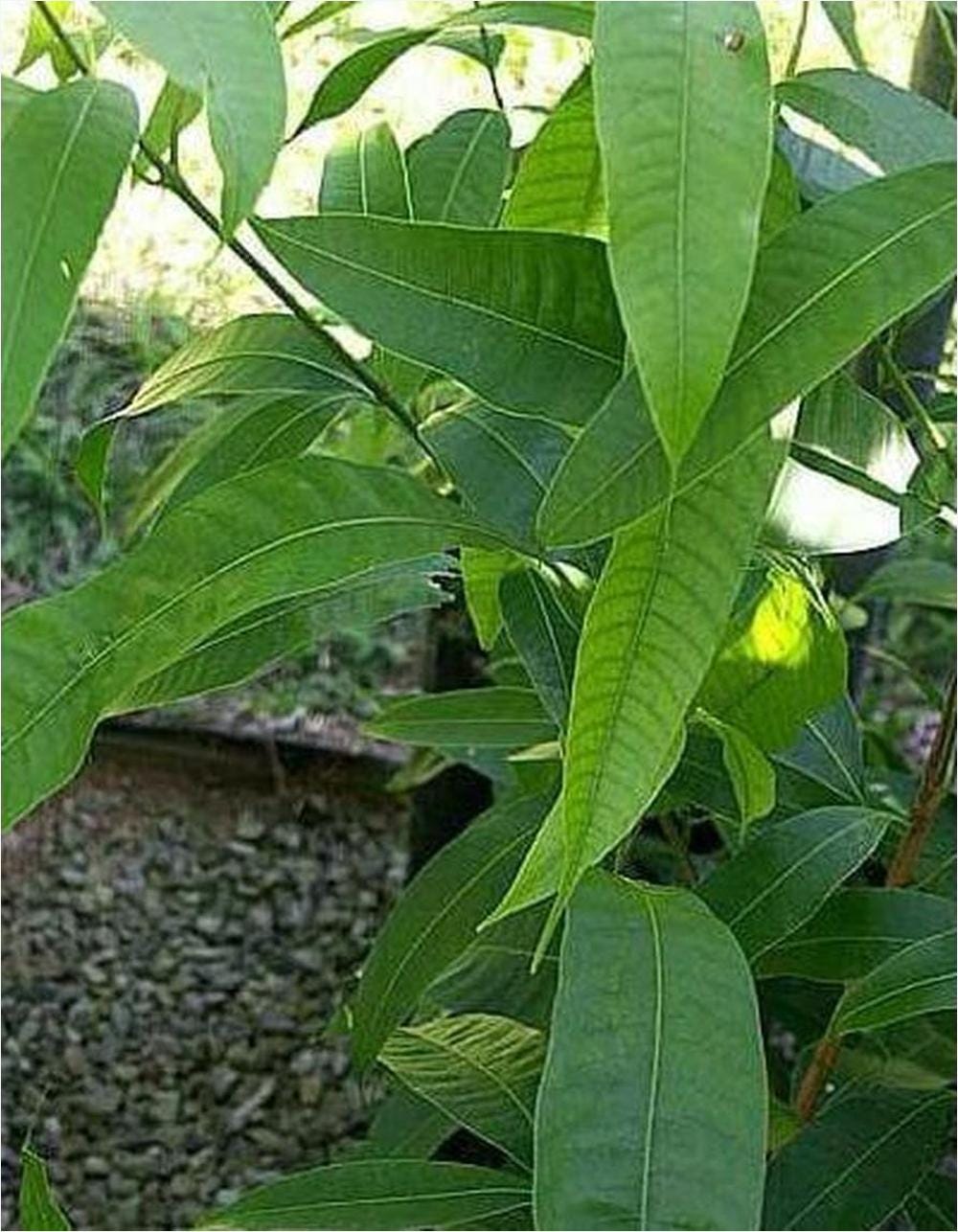 Tanaman Buah Gandaria Terbaik Ponorogo Terlengkap | by Itangnursery ...