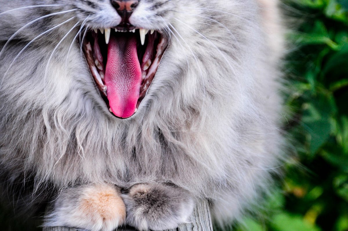 Bared Fangs. We as humans like to think of ourselves… | by Spooky ...