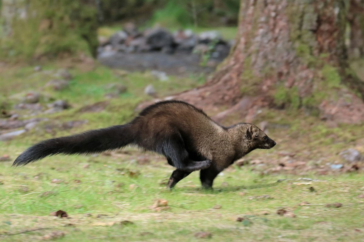 Return of the Fishers. A furry predator is returning to the… | by The ...