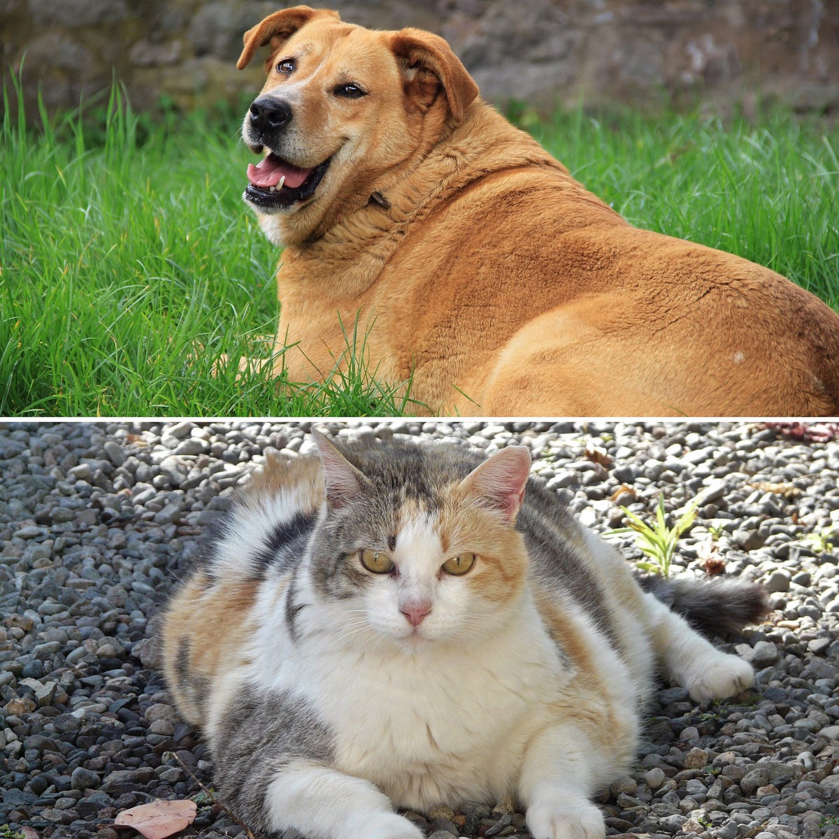 Help, My Pet is Fat!. Silly, fat cats and dogs are wonderful… | by Mark ...