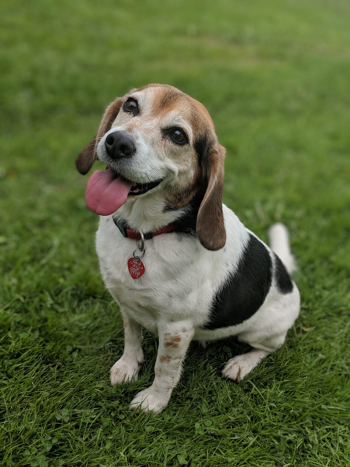 How to identify a purebred beagle? | by Farahnoorkhan | Medium