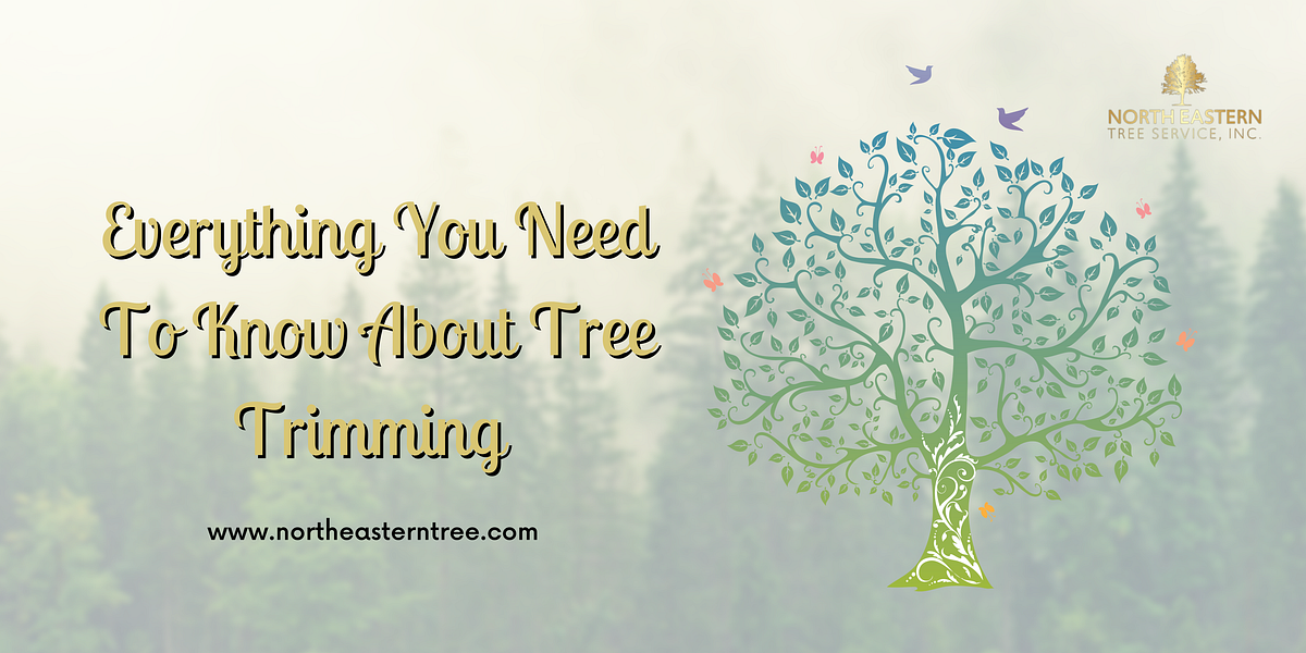Everything You Need To Know About Tree Trimming | by North Eastern Tree Service | Medium