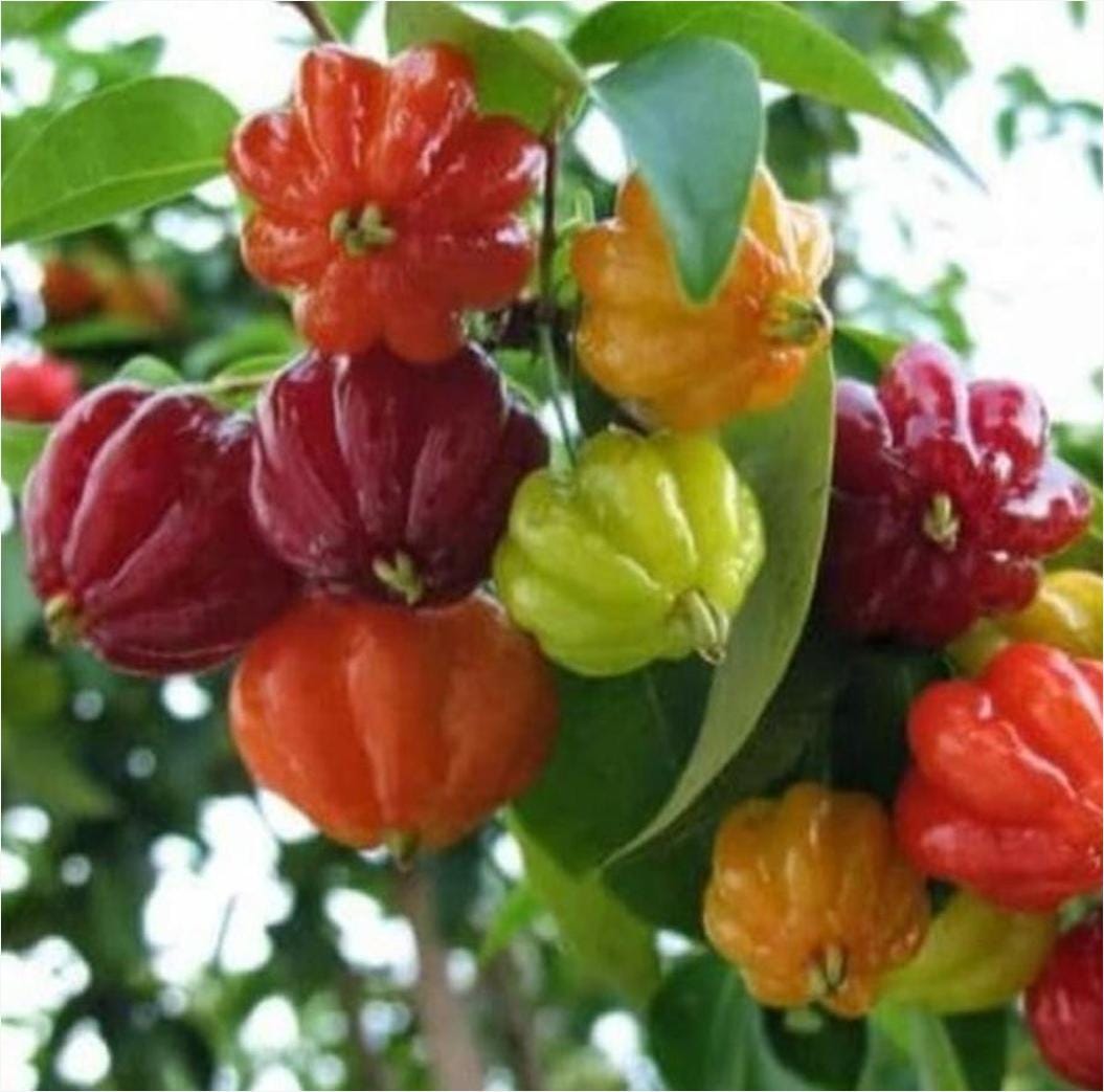 Bibit Dewandaru Pohon Tanaman Buah Dewa Daru Cermai Merah Super Unggul ...