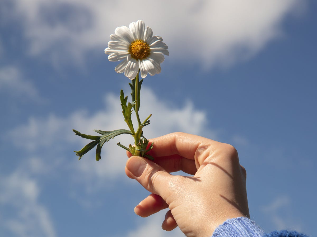 The Heart of Daisies - Chaw Su Win - writer - Medium