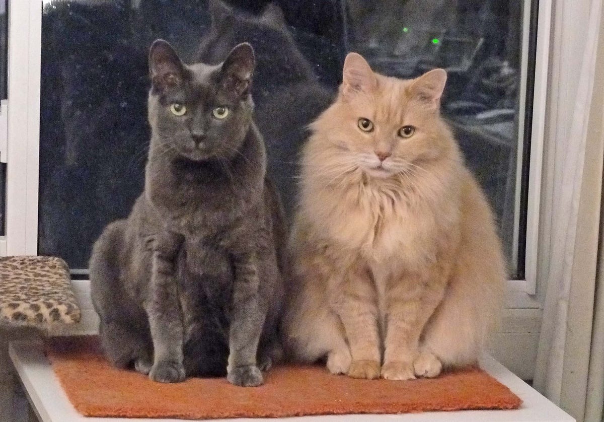 Caturday- The Treat Watch - Catness - Medium