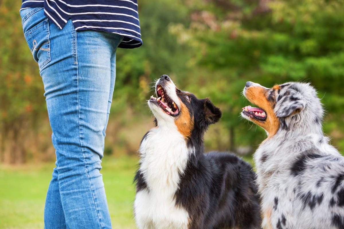 Training Your Dogs. The Crucial Instructions: | by David Holt | Medium