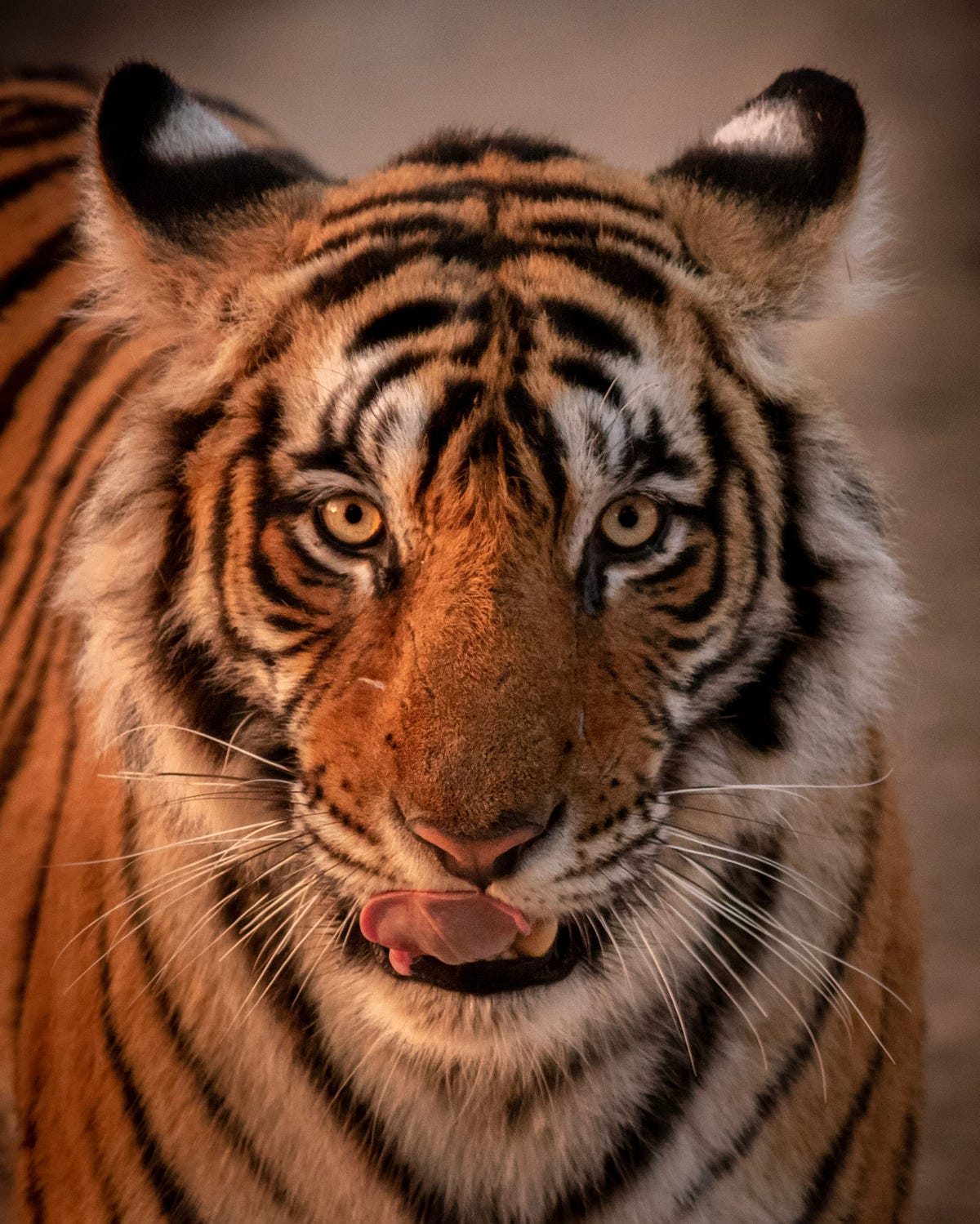 Why The Feeling of Arrogance is More Positive Than Negative? | by ...