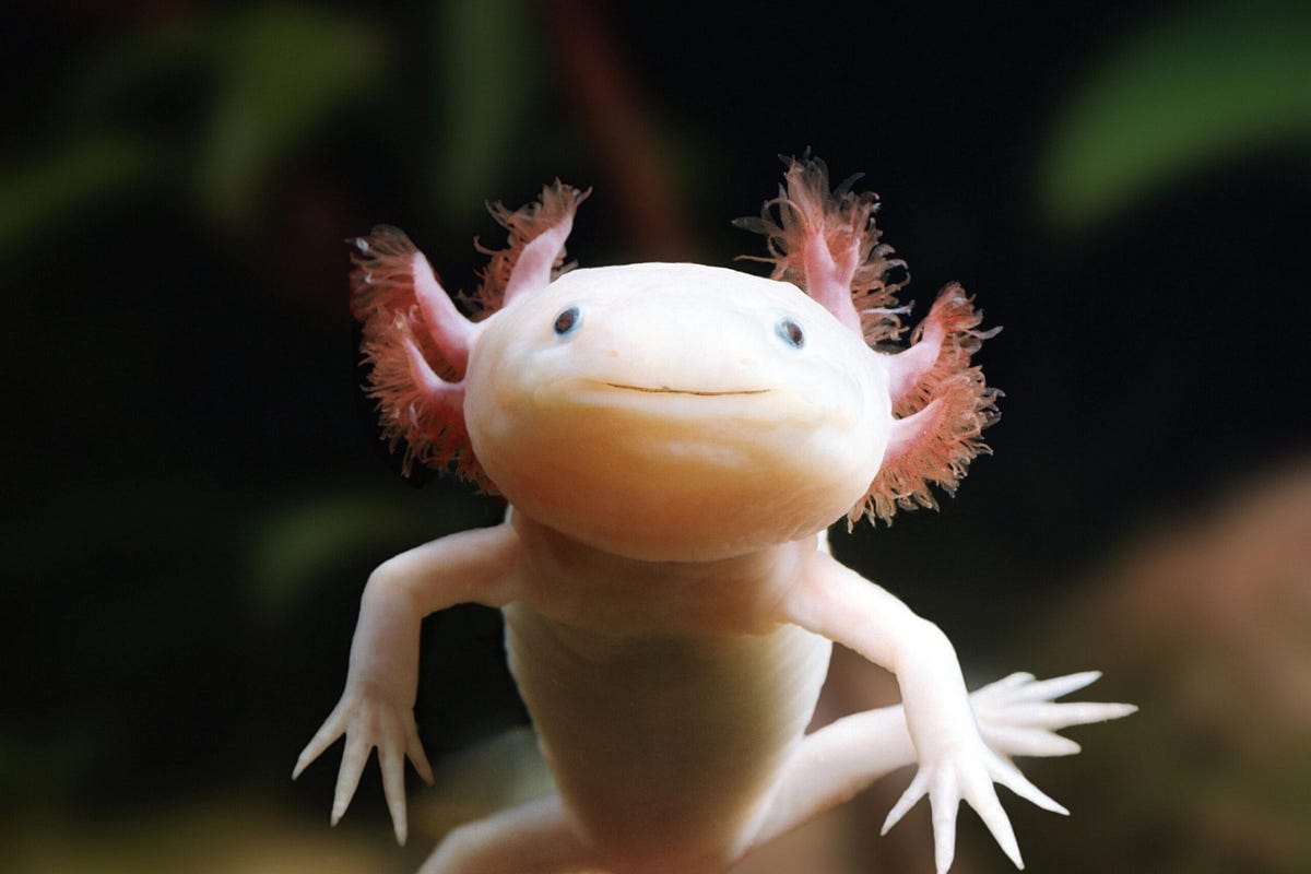 Where to Buy an Axolotl in Texas. Axolotls are a type of salamander ... Where to Buy an Axolotl in Texas. Axolotls are a type of salamander ...