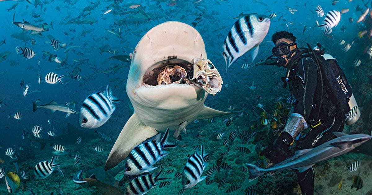 A holiday to explore the beauty of the underwater | by Paradise in Fiji ...