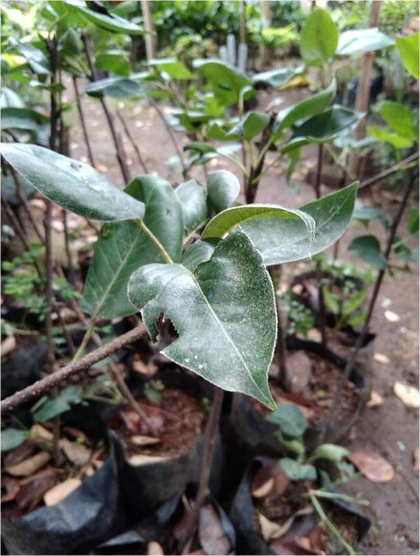 Bibit Pir Tanaman Buah Hasil Cangkok Majalengka Terunggul | by Jogokaryo Gardener | Medium