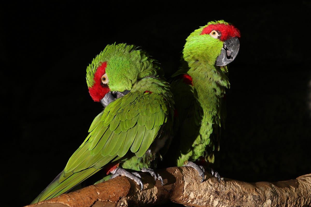 Ancient Parrot Bone Unearthed In New Mexico Is From Lost American ...