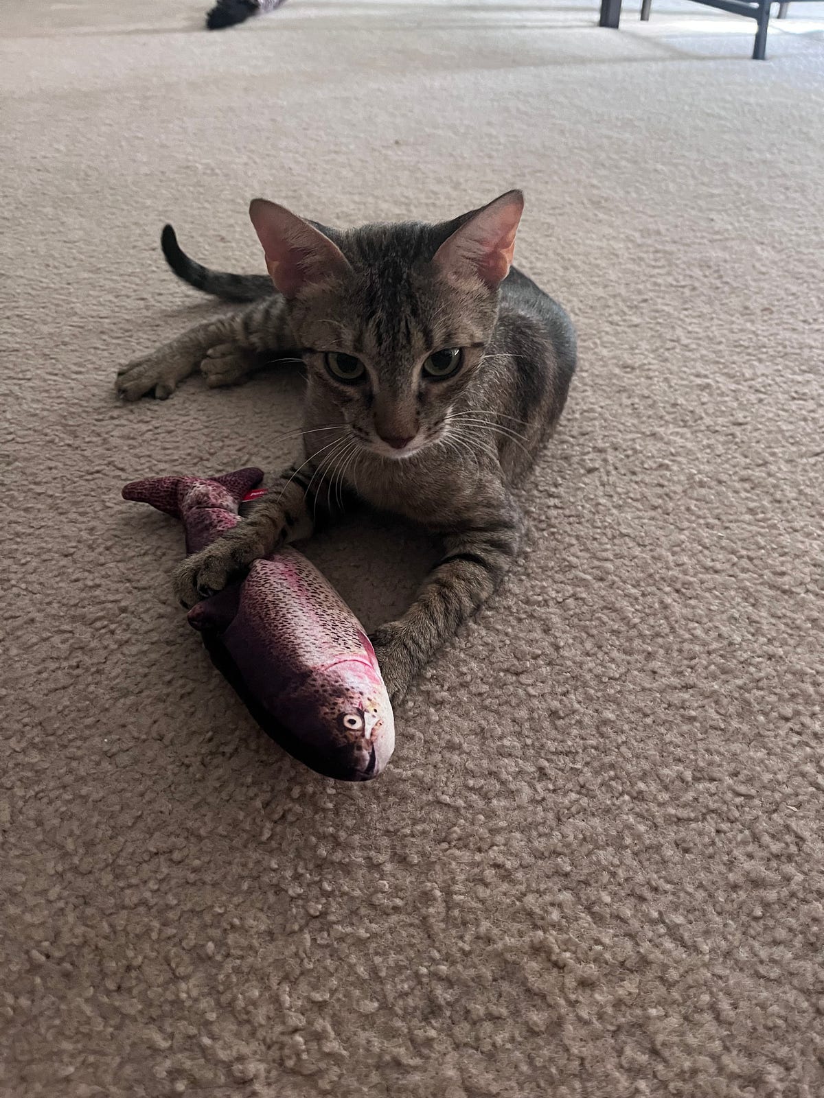 Just a Cat and Her Fish - Six Word Photo Story Challenge - Medium
