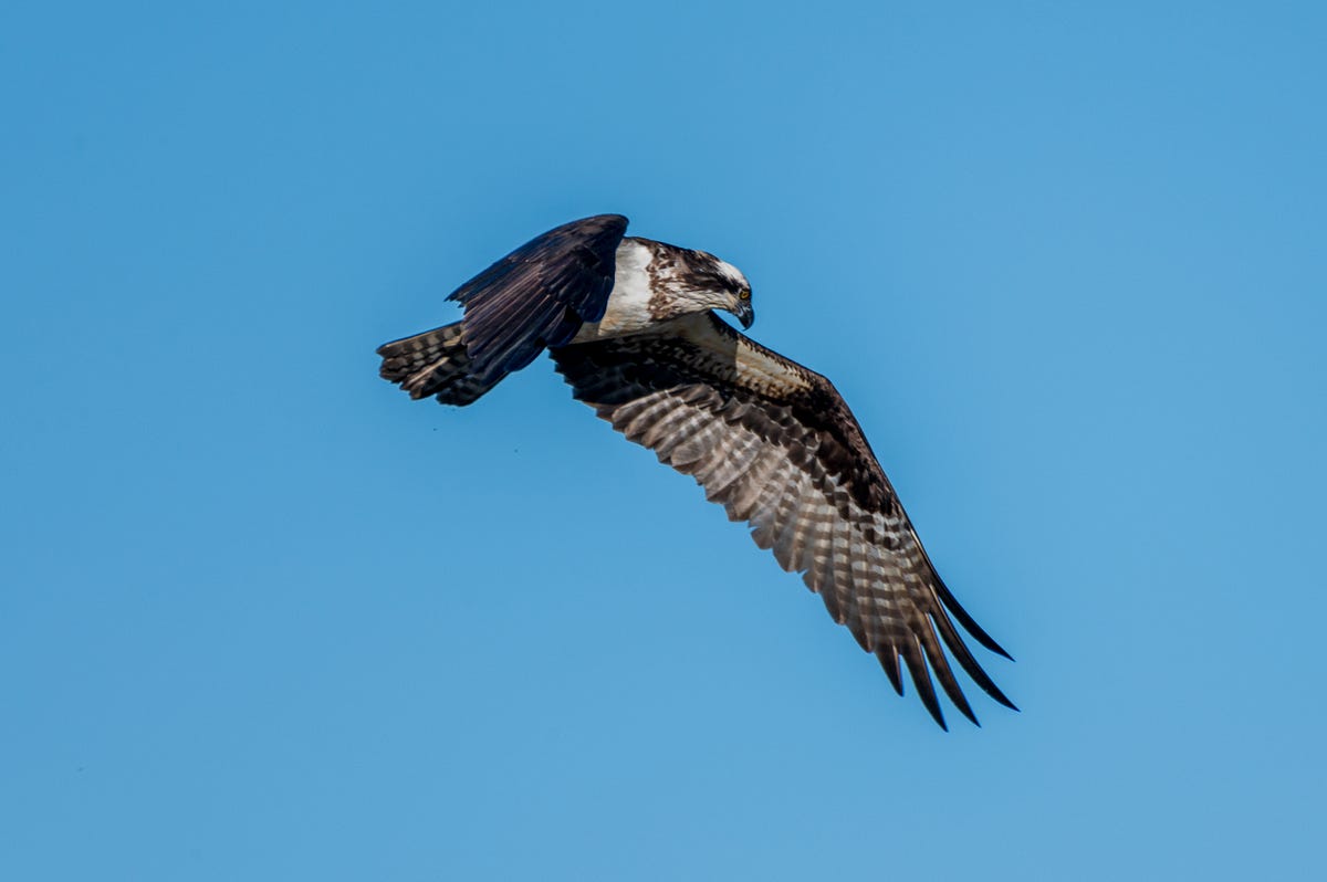 The Flight of the Osprey. Even during bleak springtime weather… | by ...