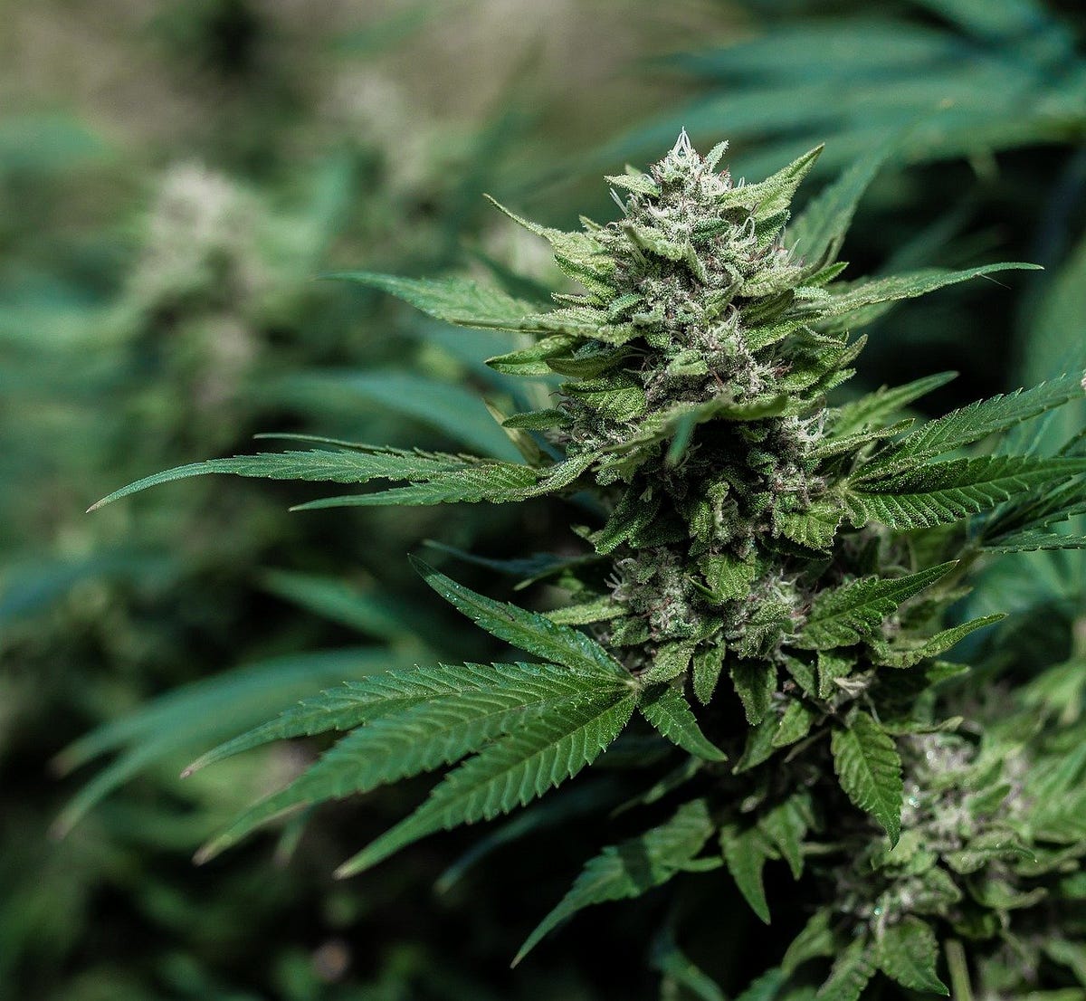 Flores de CBD: Una Experiencia Natural y Reconfortante | by Sam Steward | Medium