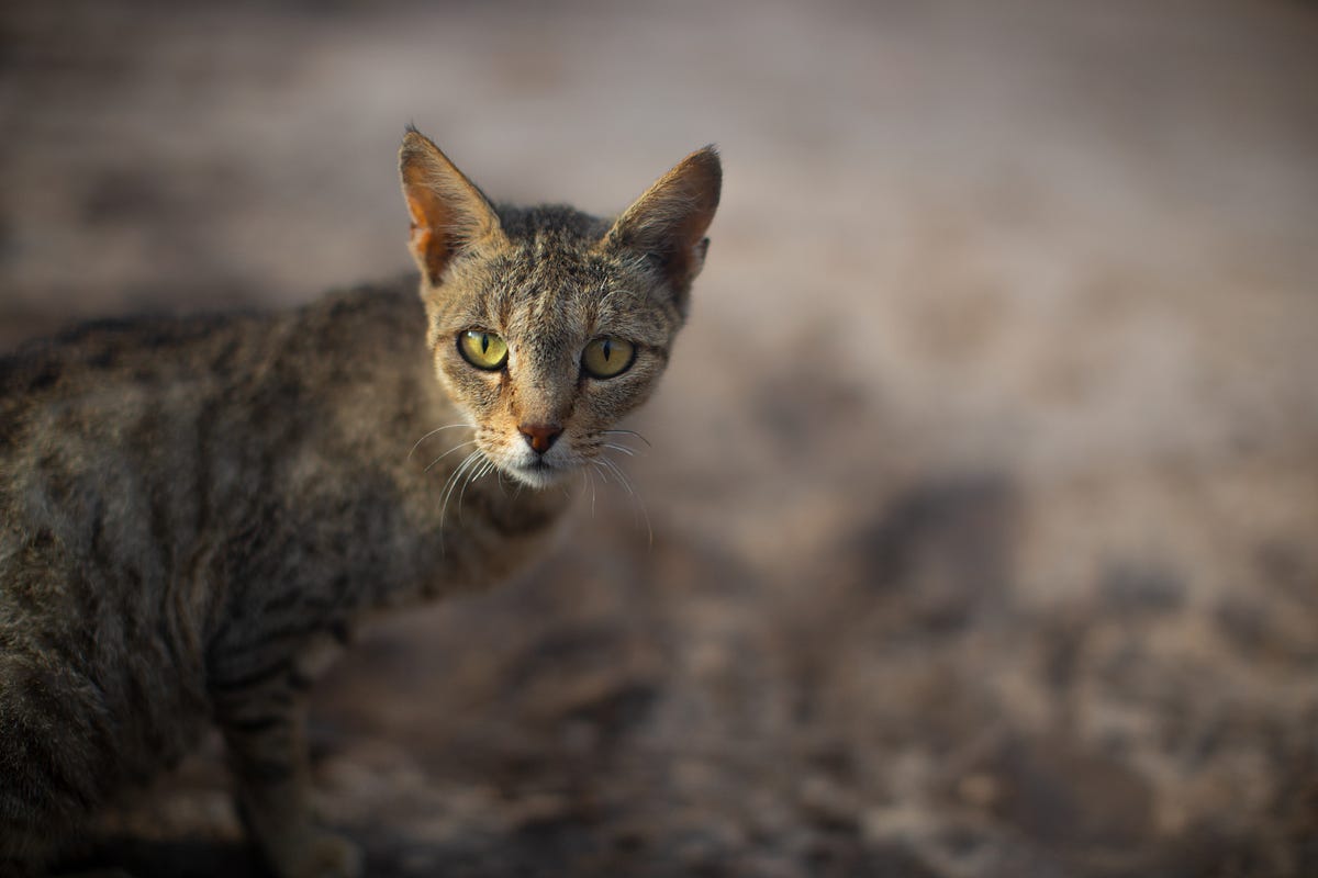 From Wild to Mild: Unlocking Harmony with Your Feline Friend — The ...