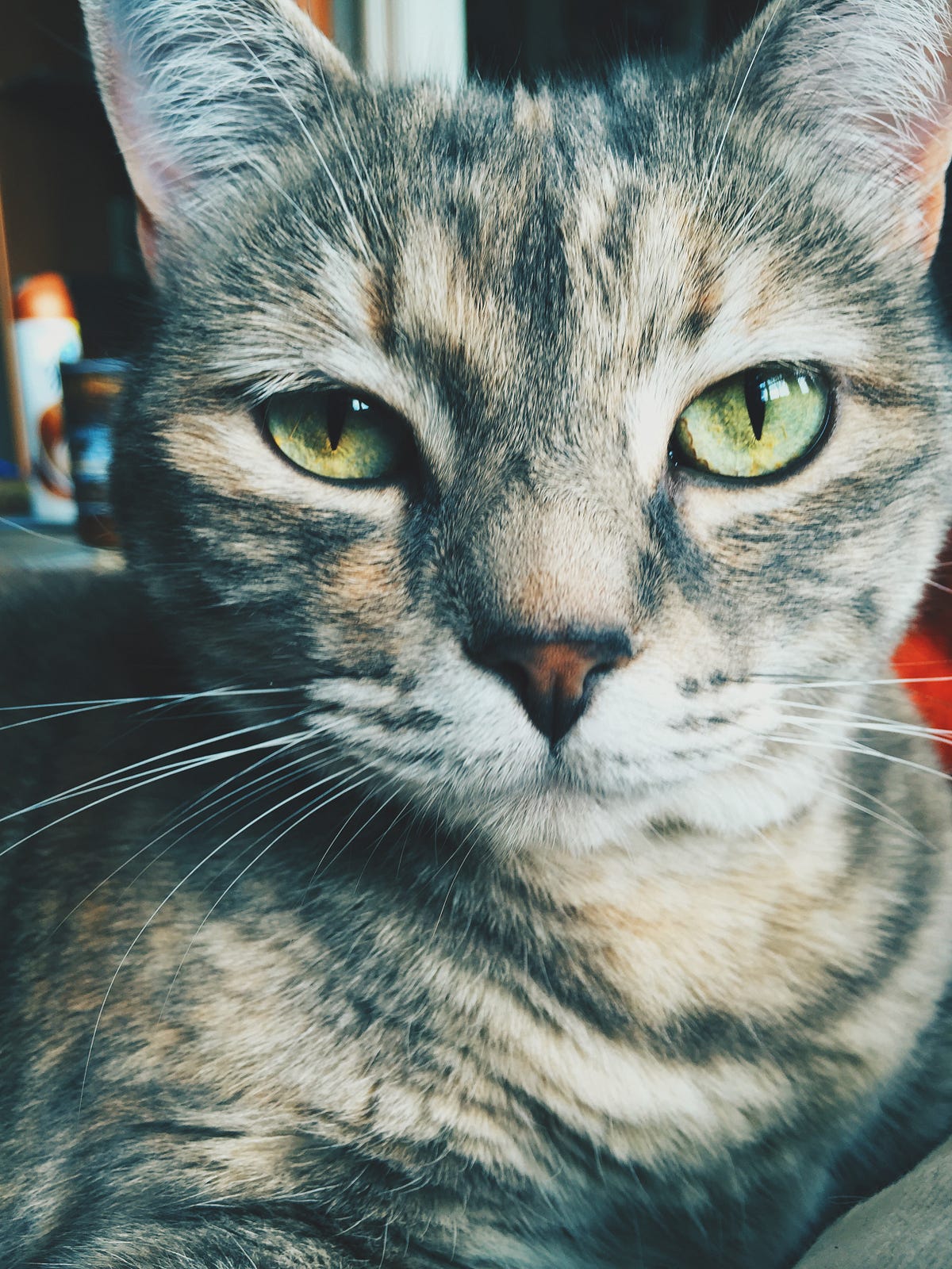 Pebbles for President. Day 41 of the 100 Day Project | by Kara Larson ...