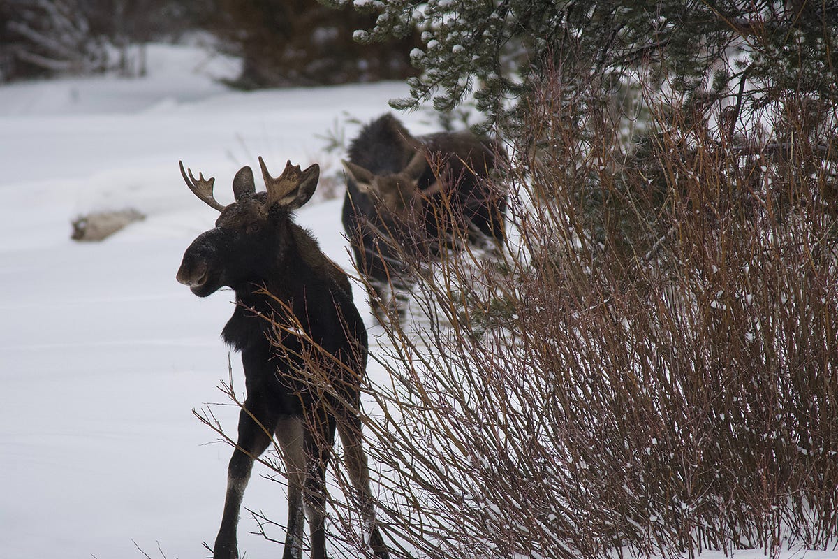 Charlie’s Four- Moose Day. Charlie’s pilot guided the 1947 Stinson ...