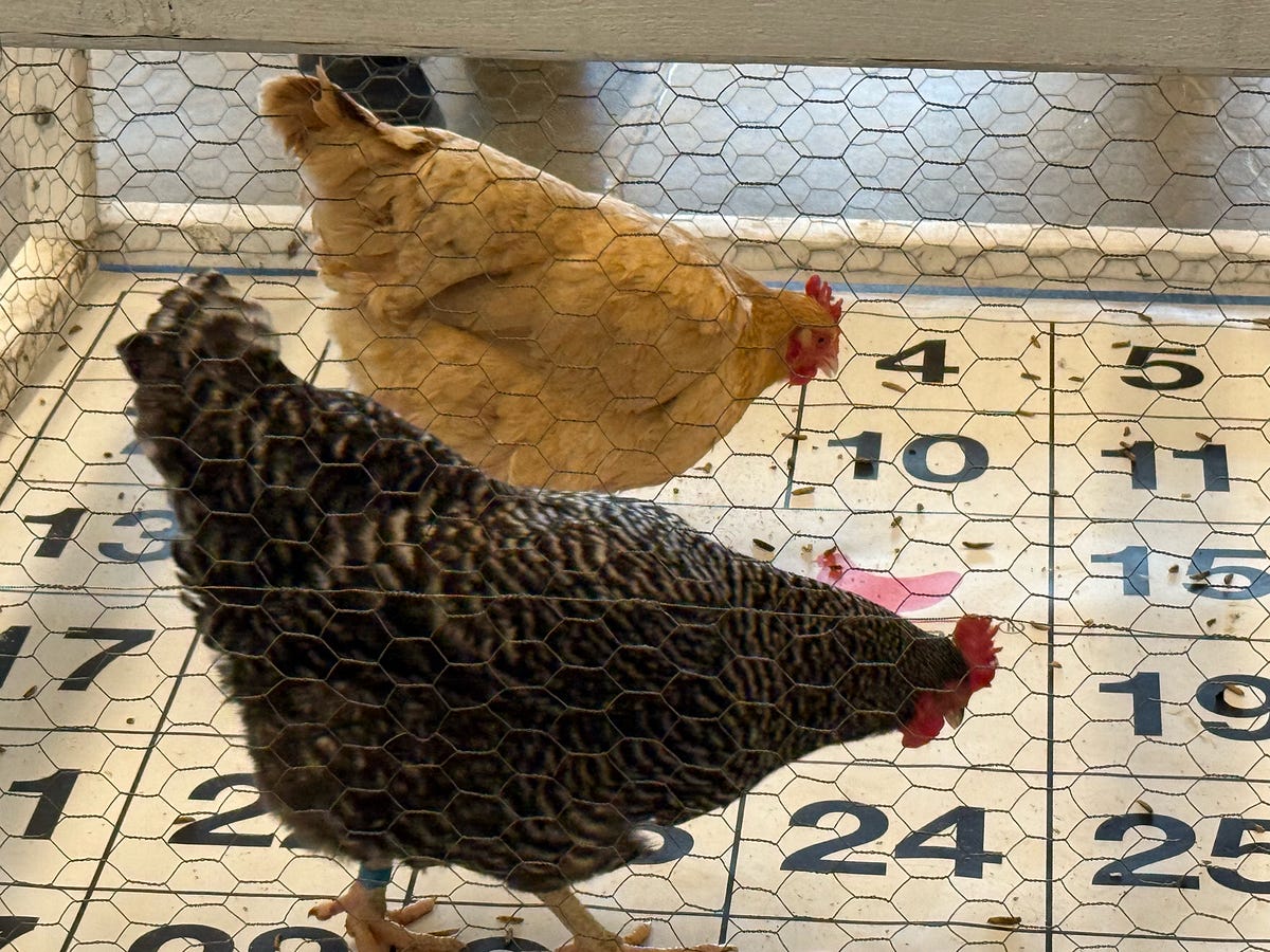 These Chickens Put the “Go” in Bingo | by Laura Lind | The Daily Cuppa ...