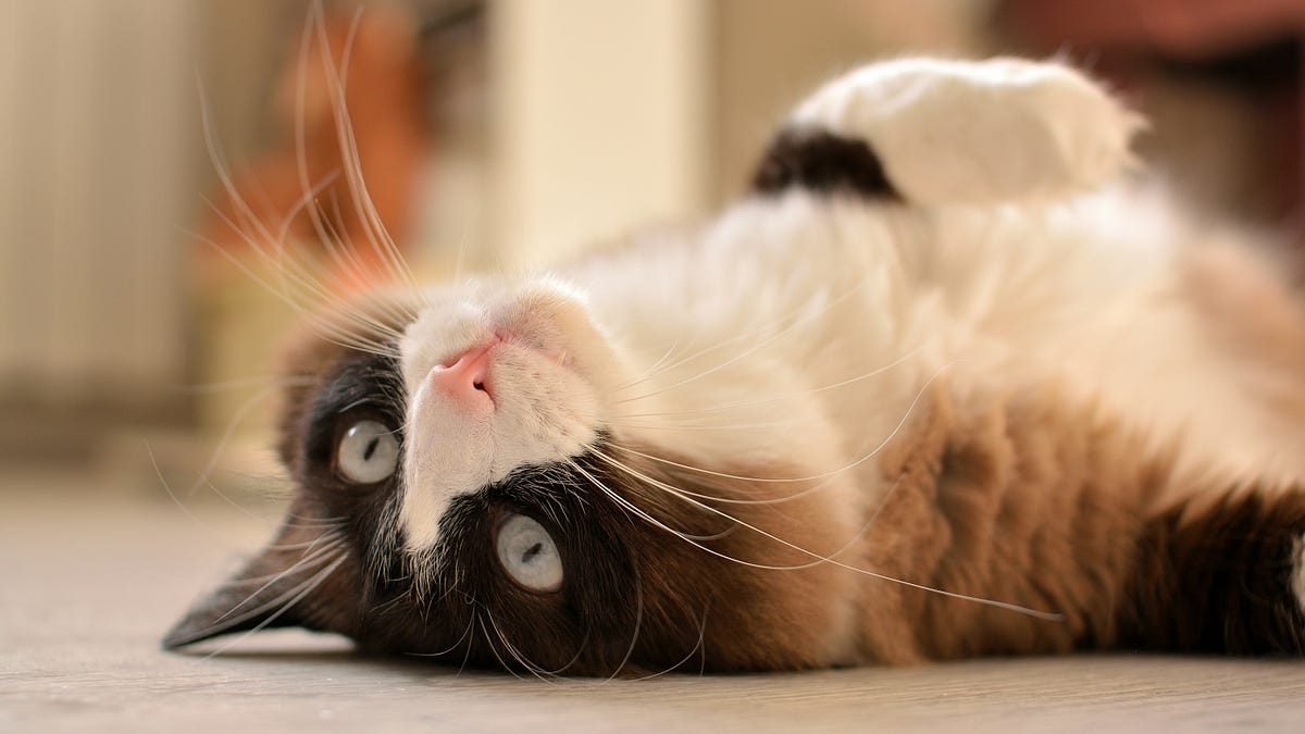 10 Things Cats Do That Make You Wonder, “What Are You Thinking?” | by ...