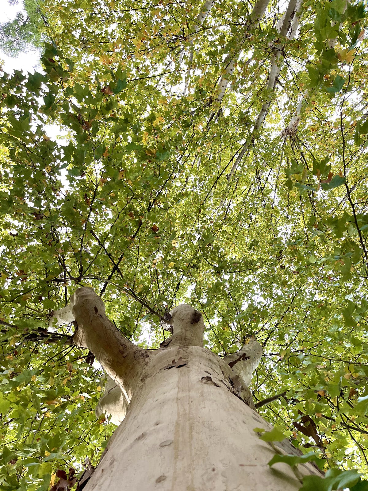 Beneath The Oak. The snake battles to shed its old skin… | by Clara ...