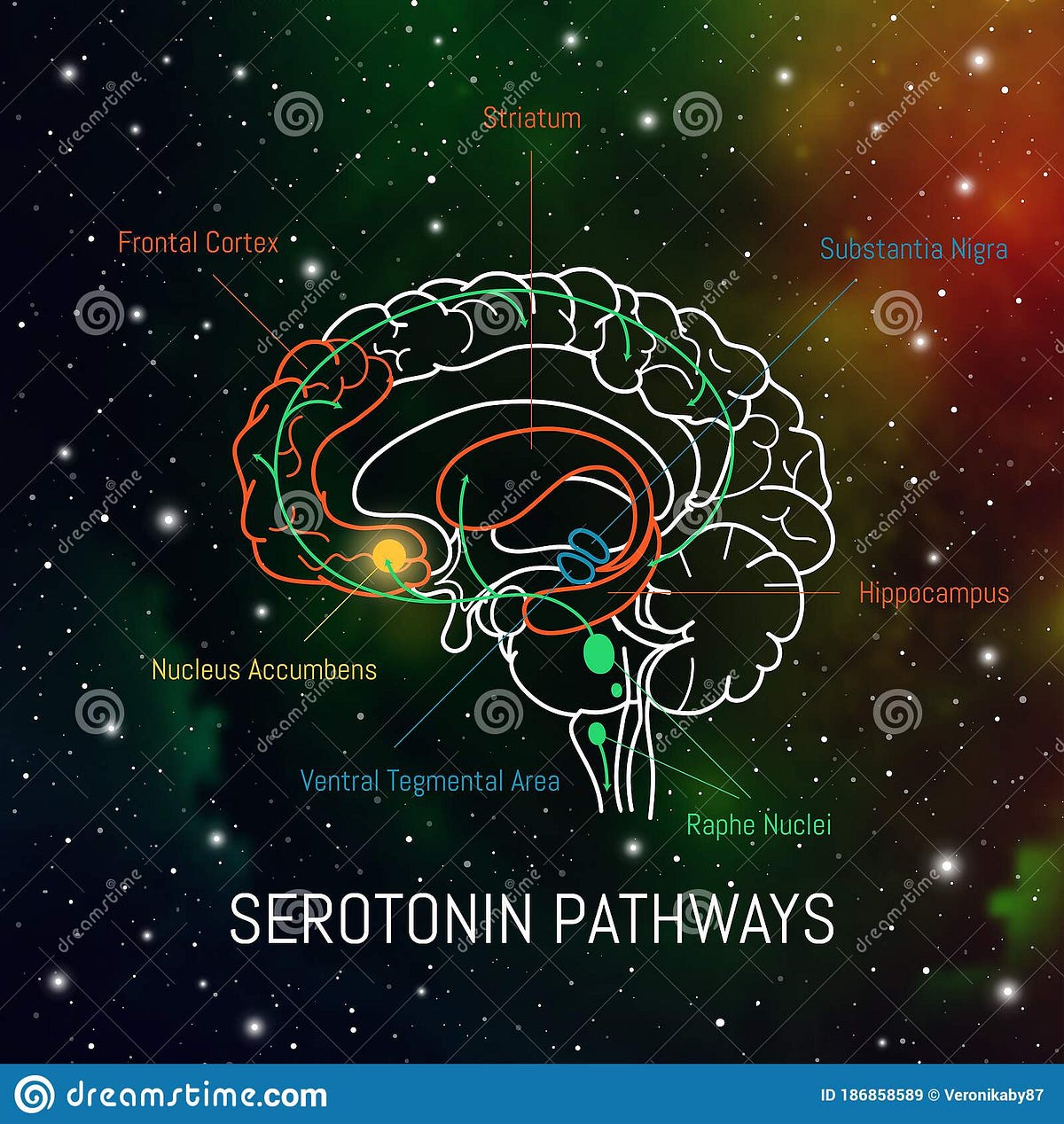 THE CHEMICAL MESSENGERS. SEROTONIN: THE MOOD REGULATOR | by Ishita ...