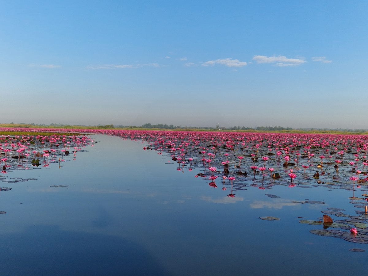 The Red Lotus Sea, Thailand. The stunningly beautiful Red Lotus Sea ...