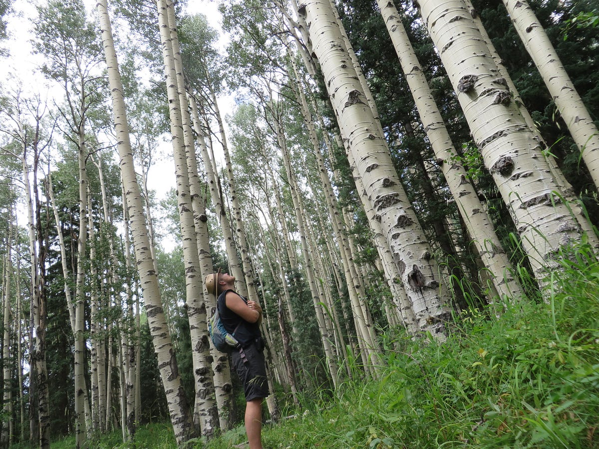 Creativity 101: How to Be a Good Guardian of Your Imagination | by ...