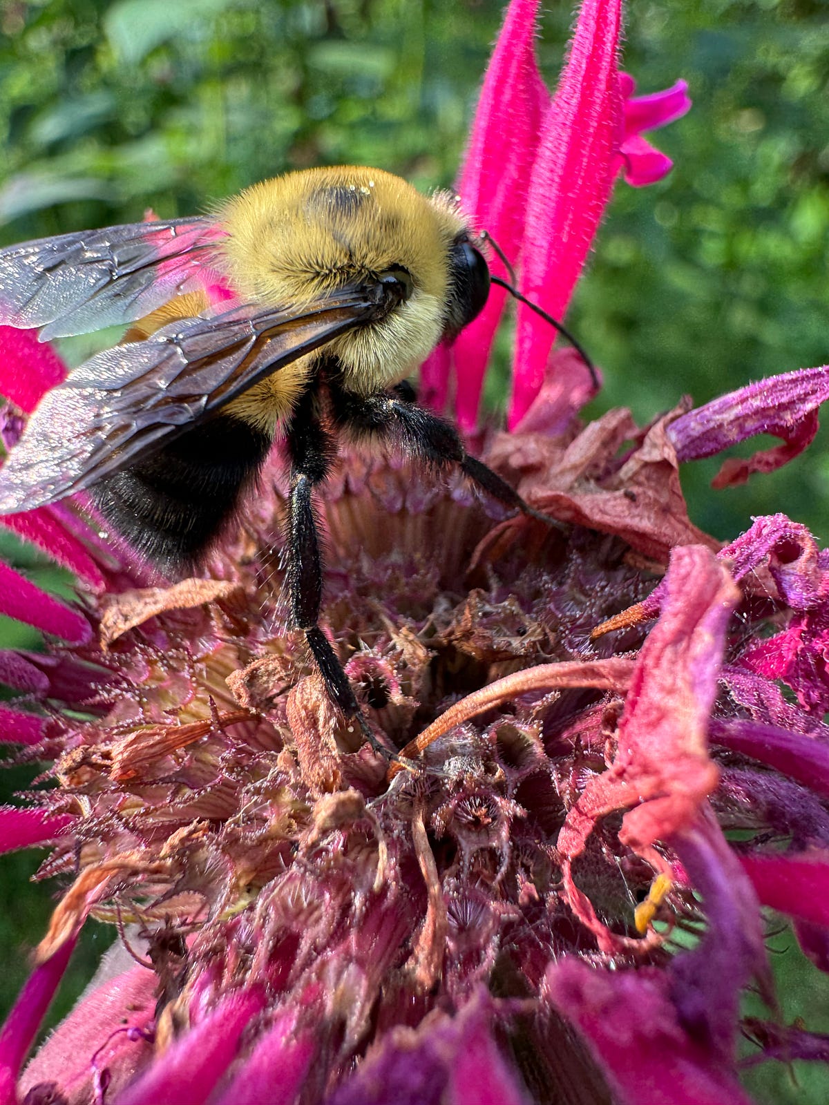 Bees, Hummingbirds, And Other Buzzing Creatures - The Daily Cuppa - Medium