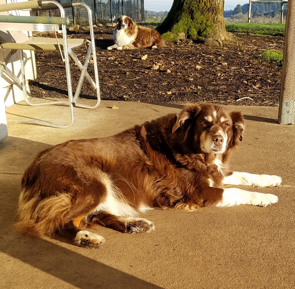 27/30 POTD. Old Dogs and Sunshine | by Dusty Craig | Medium