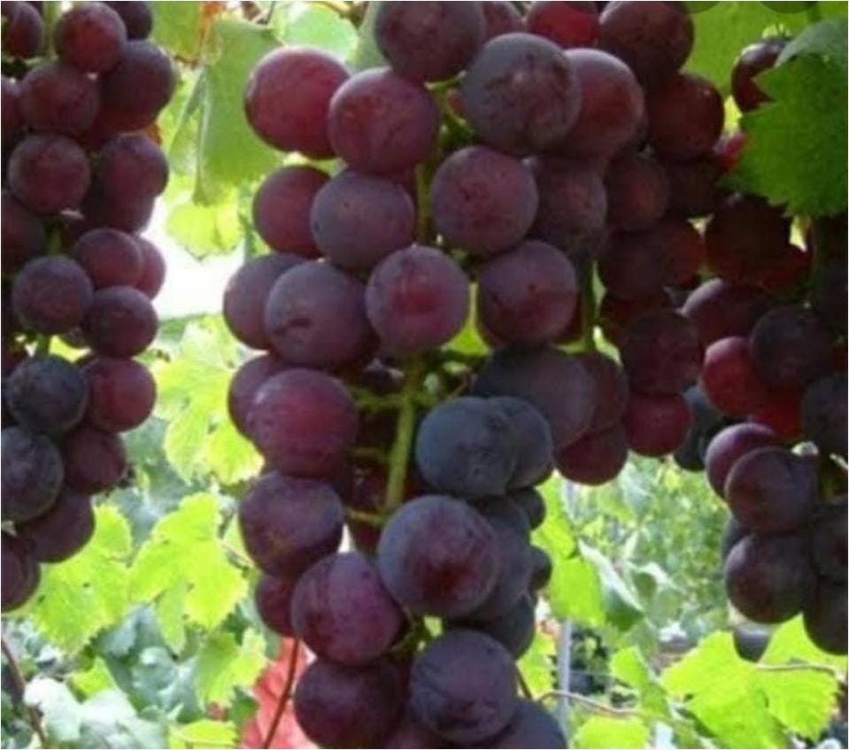 Bibit Buah Anggur Merah Jamin Cepat Berbuah Kota Bogor Terlengkap | by ...
