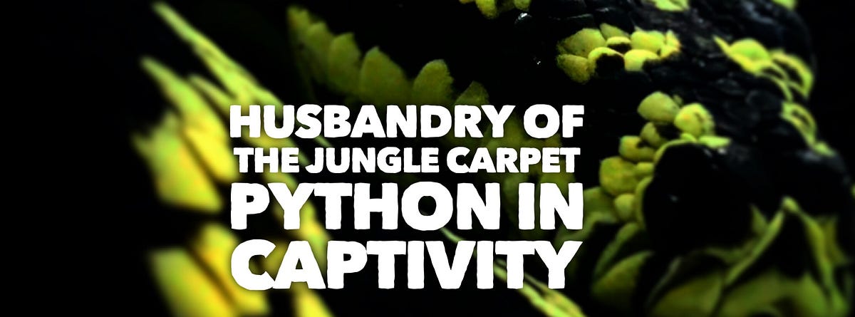 Husbandry of the Jungle Carpet Python in Captivity | by Scott Borden ...