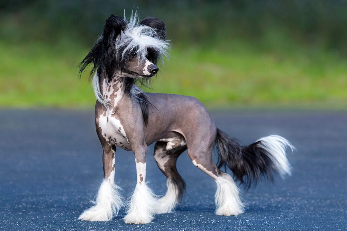 The Beauty and Charm of Dogs Without Fur | by Dog Lovers Core | Medium