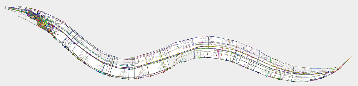 A Working Worm’s Brain & Body Using AI + Robotics | by Sean Everett ...