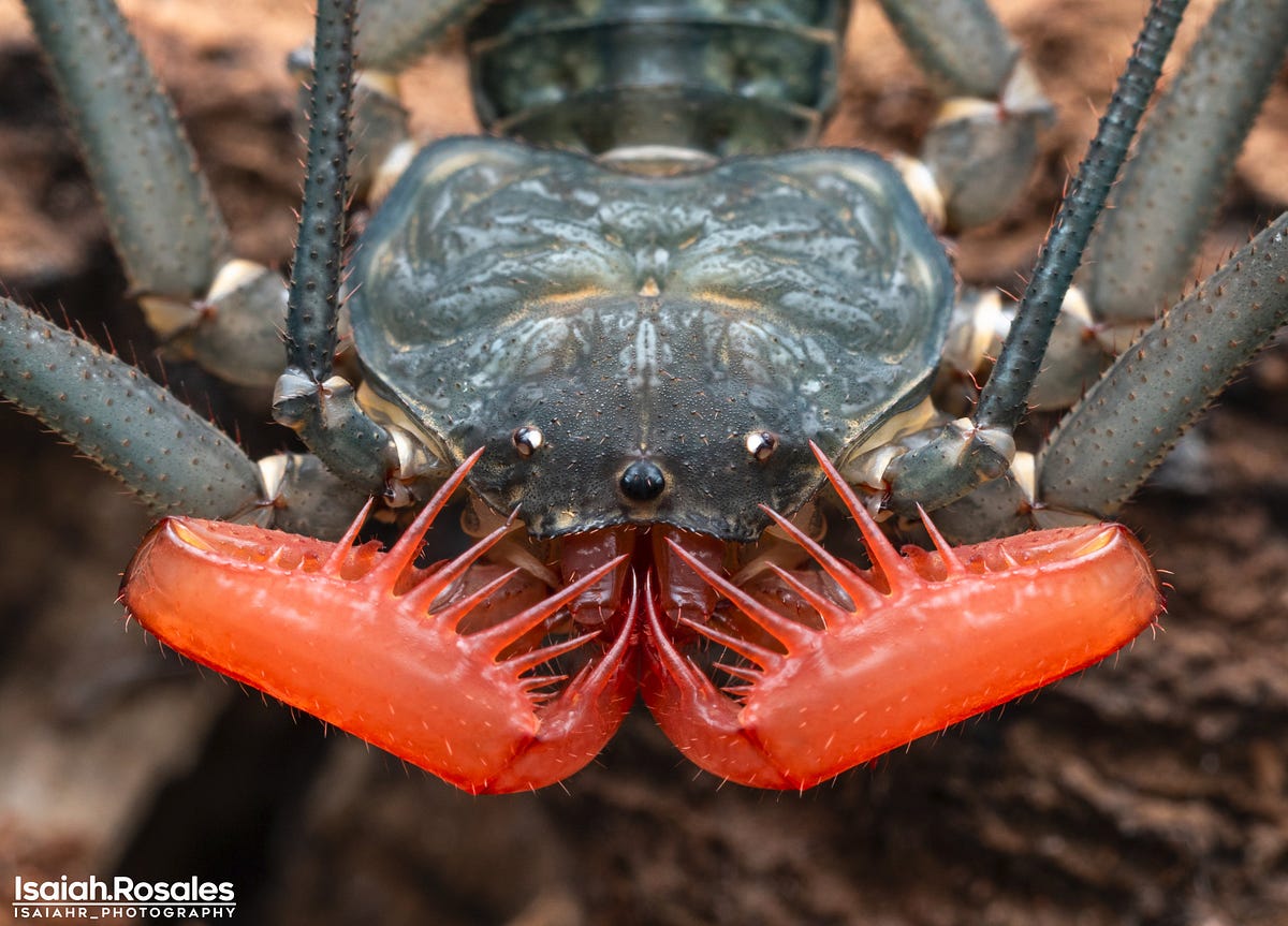 Arachnews: January 13, 2020. Your weekly digest of arachnid art… | by ...