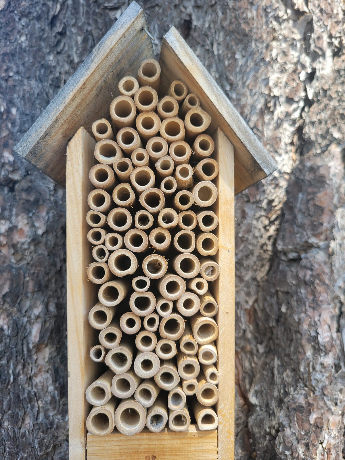 Leafcutter Bees. Incubating bees for an alfalfa seed… | by Maxine G ...