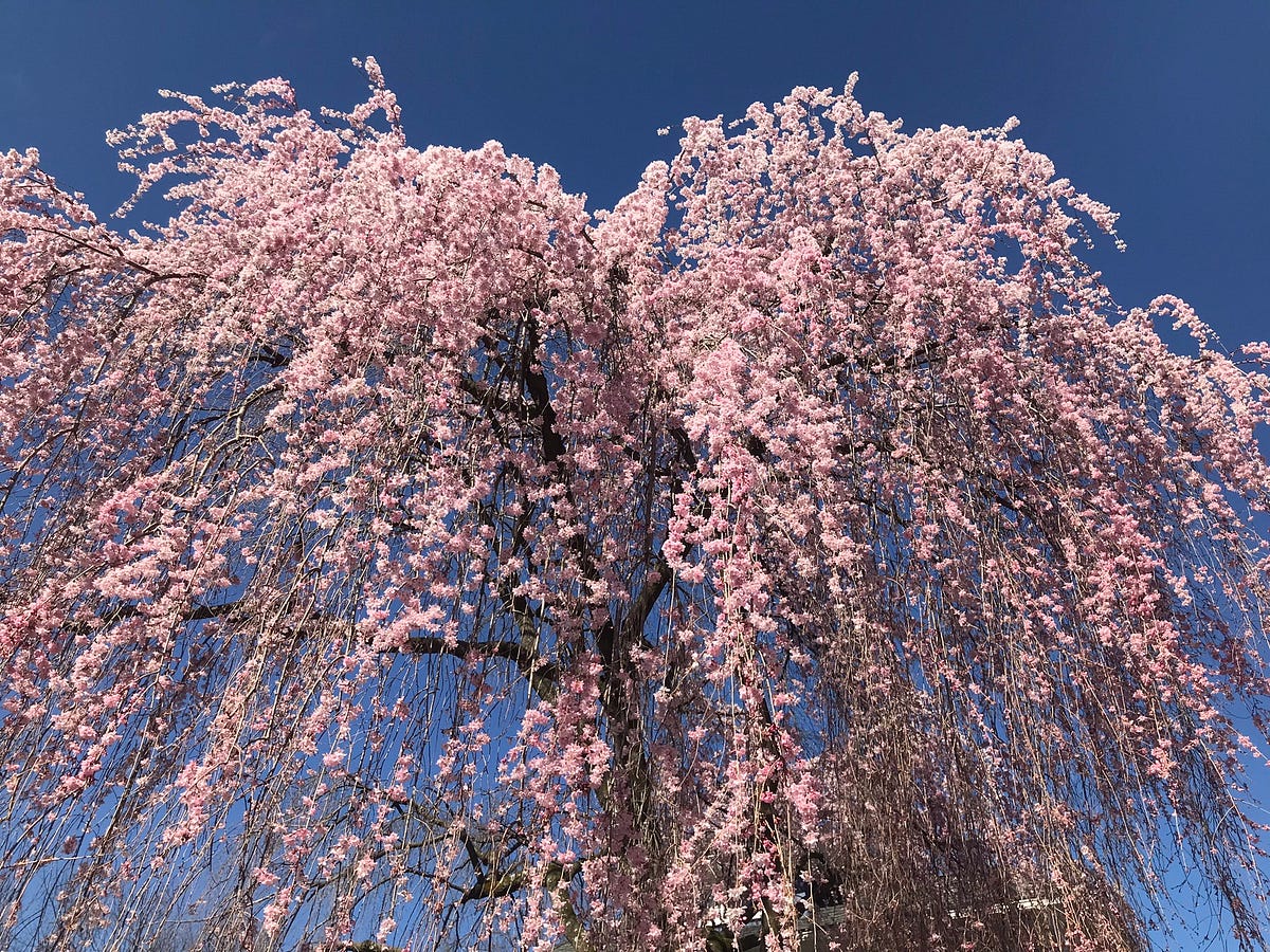 Up Close with Sakura: An Immersive Photo Essay | by Shankar Chaudhuri ...