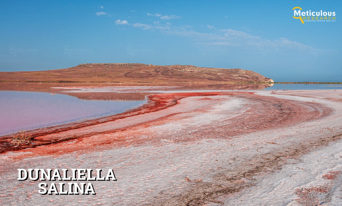 A Complete Guide to Dunaliella Salina | by B Chaitanya | Medium