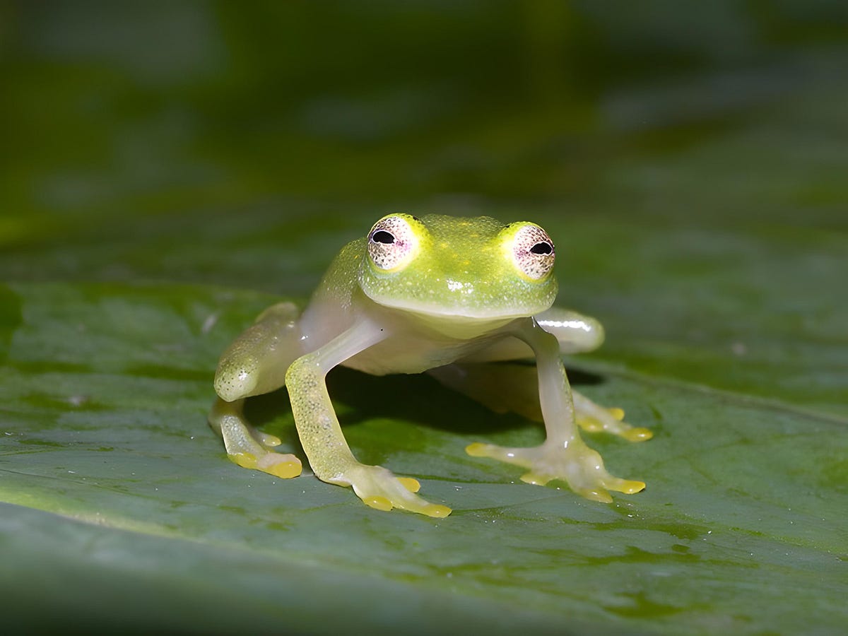 Transparent frogs have a clever way of disappearing from the eyes of ...