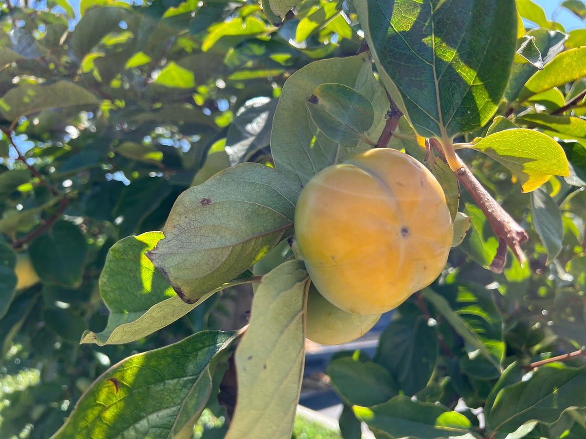 Visit To A Local Fruit Farm. Being with fruits trees give such joy | by ...
