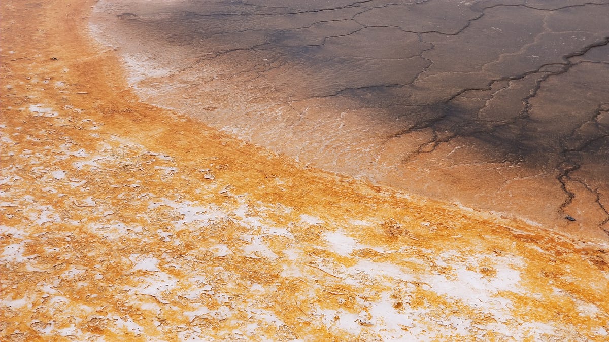 ‘First Life’ in Earth. The Earth’s First Life originated in… | by ...