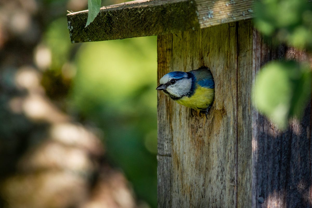 Guiding Feathered Guests: Safely and Effectively Assisting Birds Out of ...
